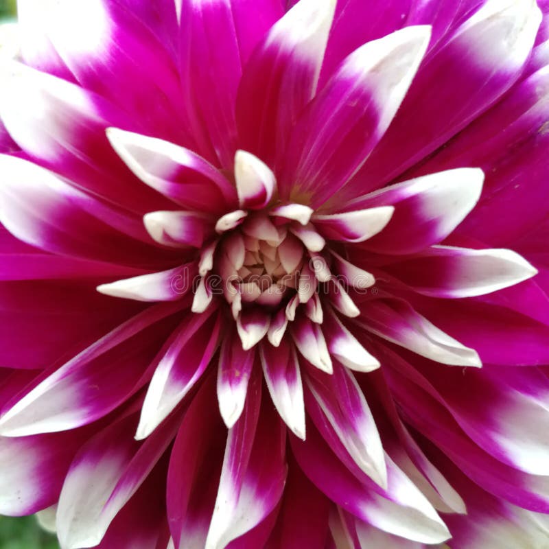 Magenta And White Trio Close-Up Stock Photo - Image of corsage, petals ...