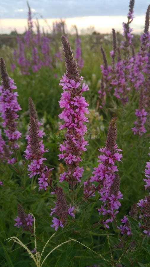 Magenta Wild Flower in the Pine Trees Stock Photo - Image of trees ...