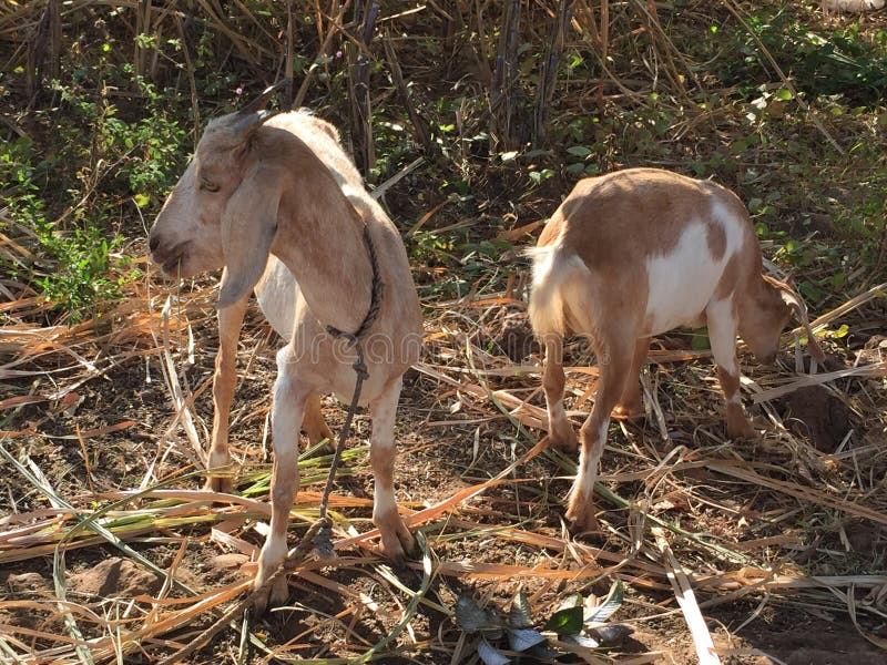Magere geit stock afbeelding. Image of kind, tweelingen - 83213211