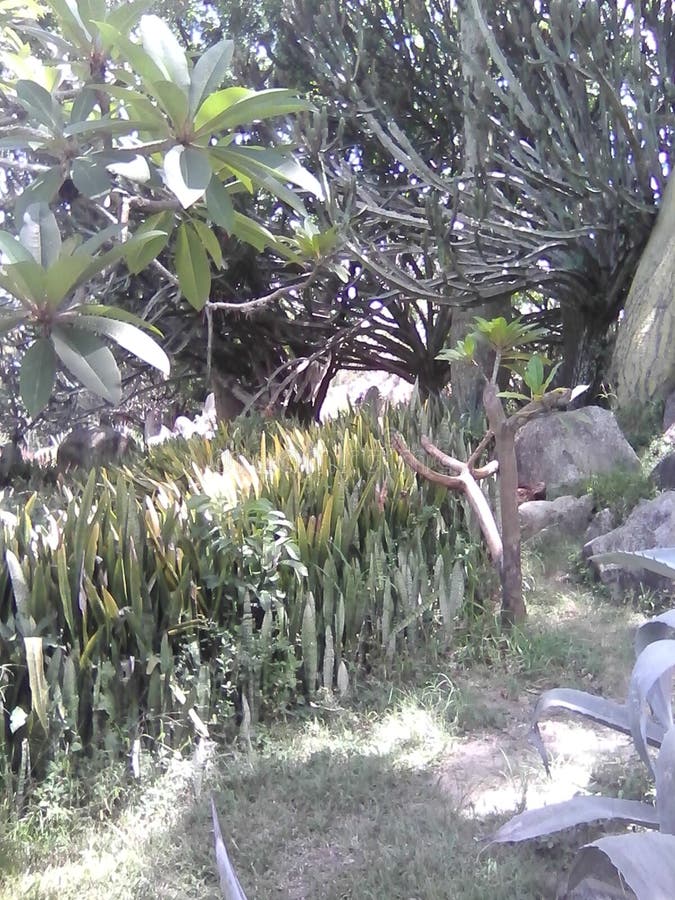 Magestic nature stock photo. Image of xerophilic, magestic - 96224198