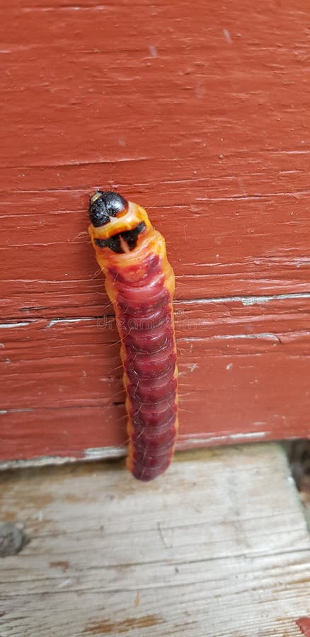 Maggot BIG summer stock image. Image of yellow, maggot - 182322969