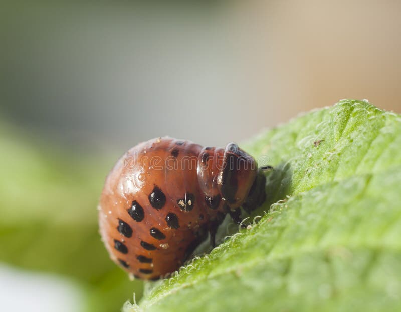 Maggot Colorado beetle stock photo. Image of beetle, larva - 75908696