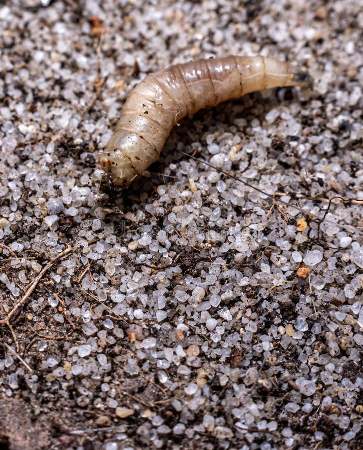 Maggot Crawling Across the Sand Stock Photo - Image of color, fresh ...