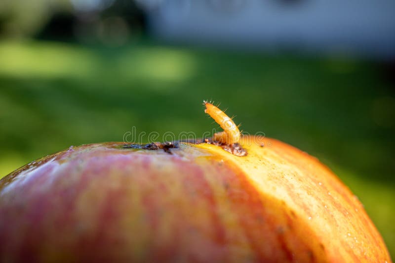 Maggot Crawls Out of a Ripe Apple Stock Image - Image of damaged ...