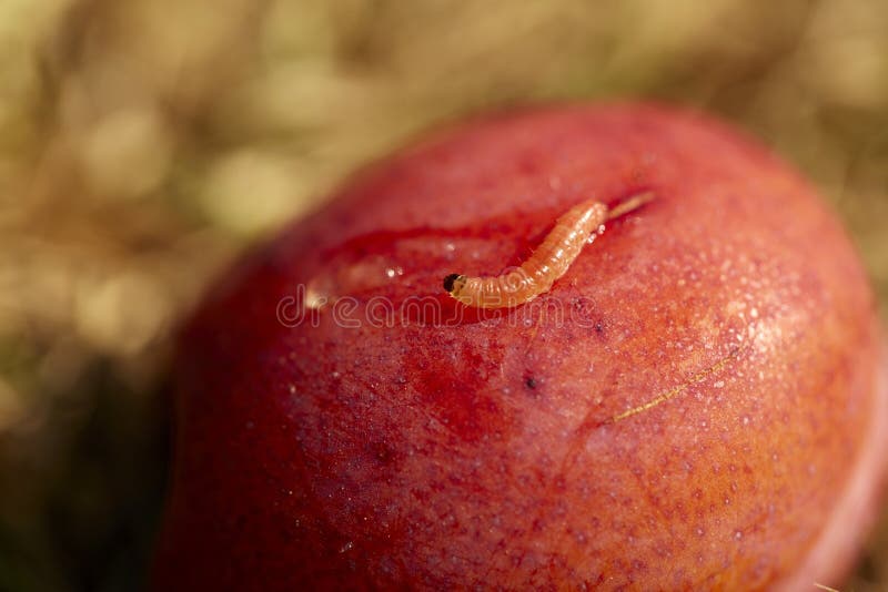 Maggot in Fruit is a Problem during Warm Summers Stock Photo - Image of ...