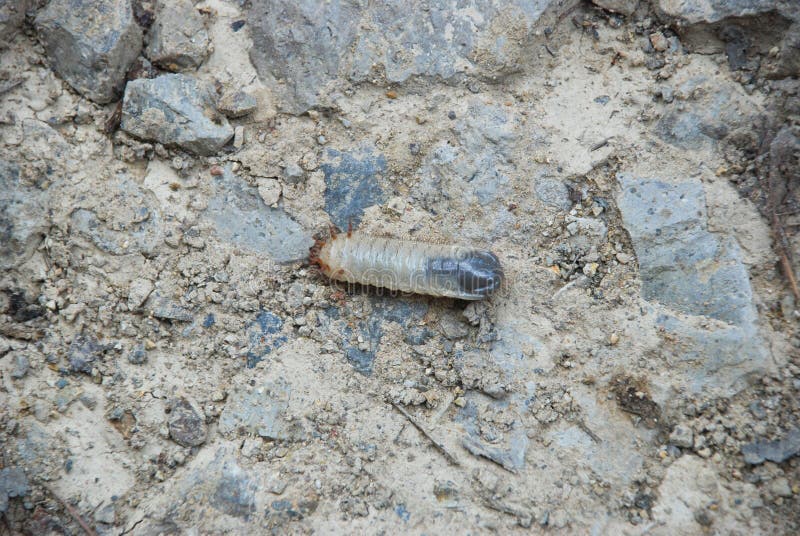 Maggot of the Moth or a Bug Moving through Plantless Area Stock Image ...