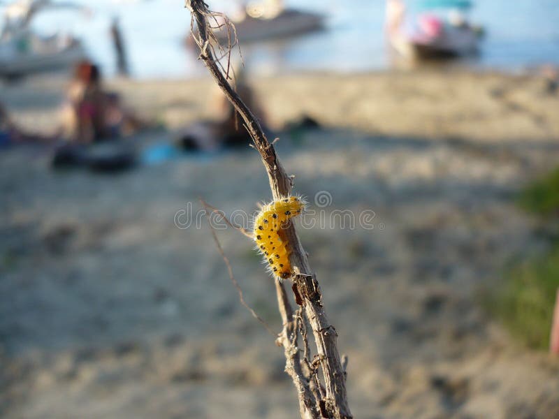 Maggot stock photo. Image of sand, water, centipede, green - 90582956