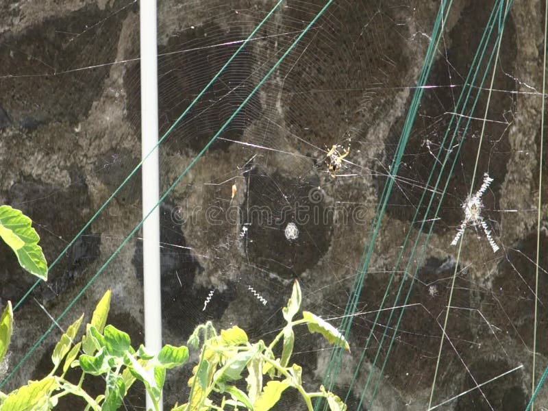A Maggot Trapped in a Spider Web in the Tropics Stock Footage - Video ...