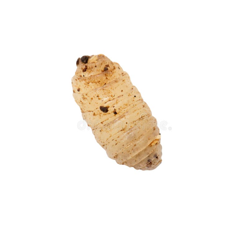 Maggot on a White Background Stock Photo - Image of crawly, fishmeal ...