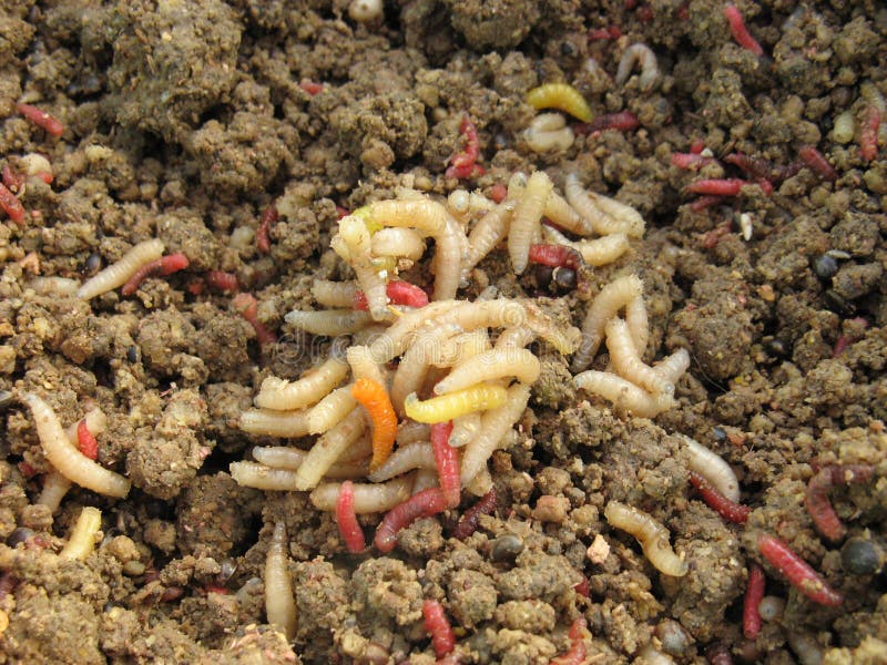 Maggots on apple stock image. Image of defect, pest, rotten - 5579801