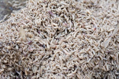 Dead Maggots Diaria Stock Photos - Free & Royalty-Free Stock Photos ...