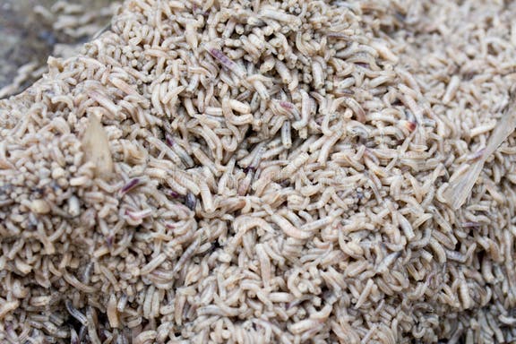 Dead Maggots Diaria Stock Photos - Free & Royalty-Free Stock Photos ...