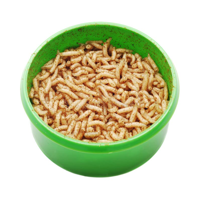 Maggots in pupa stage stock image. Image of pupate, nature - 26207601