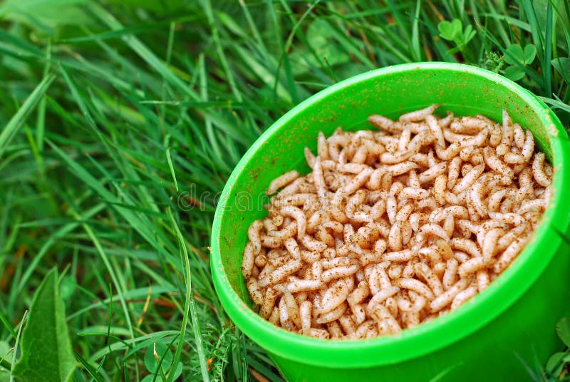 Maggots Royalty Free Stock Image - Image: 19808436