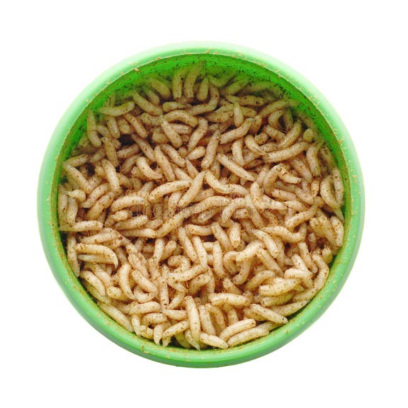 1,439 Maggots Stock Photos - Free & Royalty-Free Stock Photos from ...