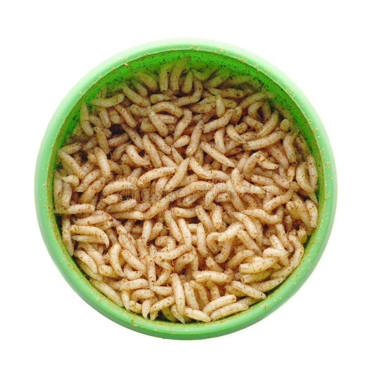 1,438 Maggots Stock Photos - Free & Royalty-Free Stock Photos from ...