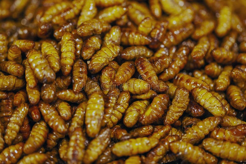 Maggots Background, Fish Bait, Feed, for Fishing Stock Image - Image of ...