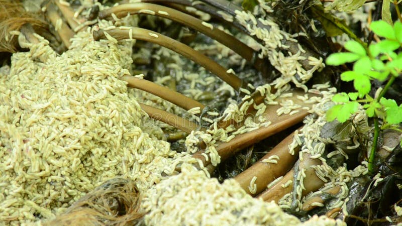 Maggots stock video. Video of consuming, whitetail, woods - 84238219