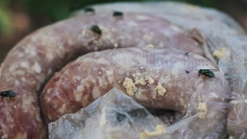 Maggots on Decaying Sausages Stock Footage - Video of nausea ...