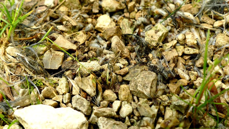 Maggots Eating a Bird Carcass Stock Video - Video of close, dead: 188479983