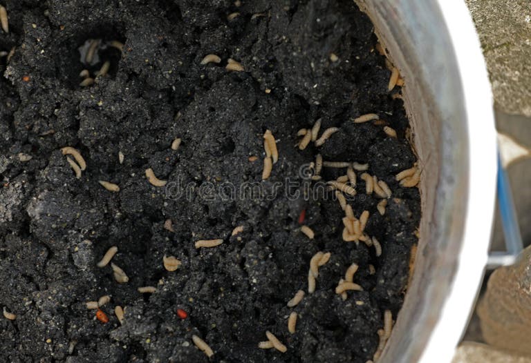 Maggots in fish feed stock image. Image of ocean, flow - 215512935