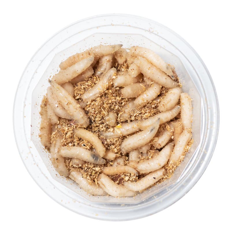Maggots is a Good Bait at Catching Any Fish Stock Photo - Image of ...