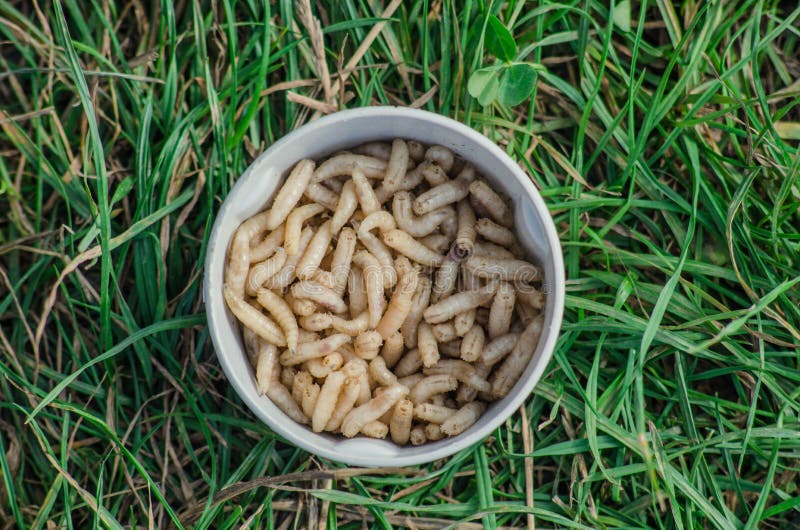 Maggots in pupa stage stock image. Image of pupate, nature - 26207601