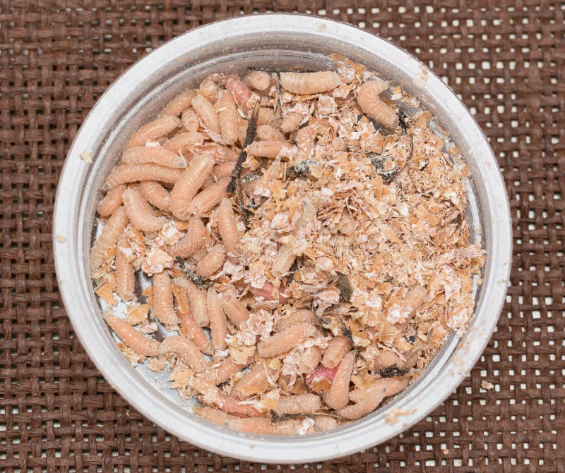 Larvae of Flies on Meat. Housefly, Musca Domestica, Maggot. Maggots ...