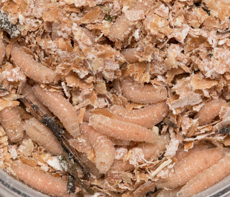 Maggots Larvae of Flies As Background Stock Image - Image of larvae ...