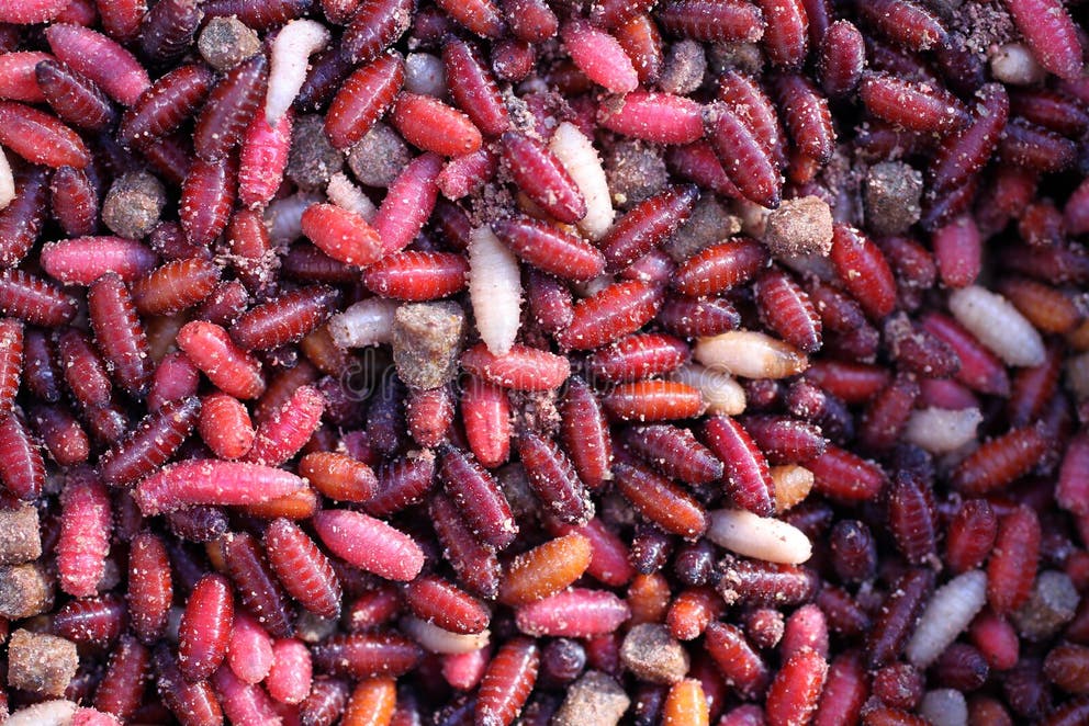 Maggots and pupa. stock image. Image of bait, breed, pupa - 14072075