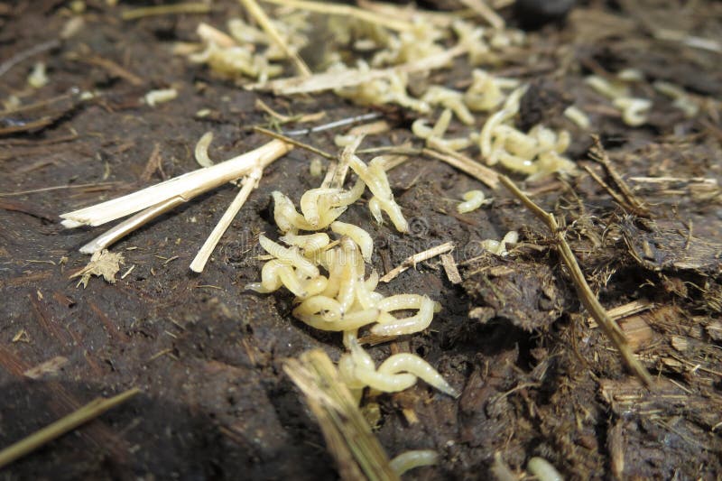 Maggots Stock Photos - Download 647 Royalty Free Photos