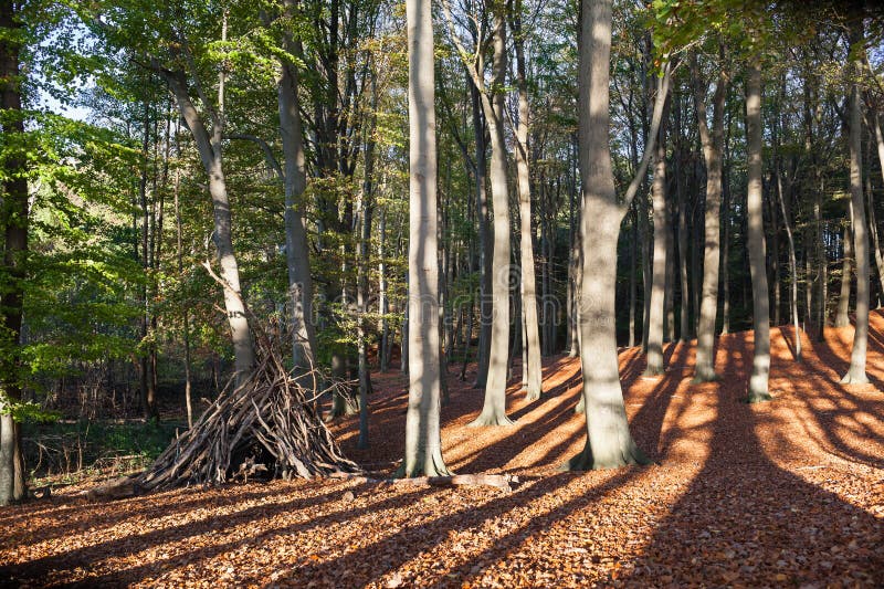Magic Adventure Wood Scenery Stock Image - Image of tree, trunk: 325904337