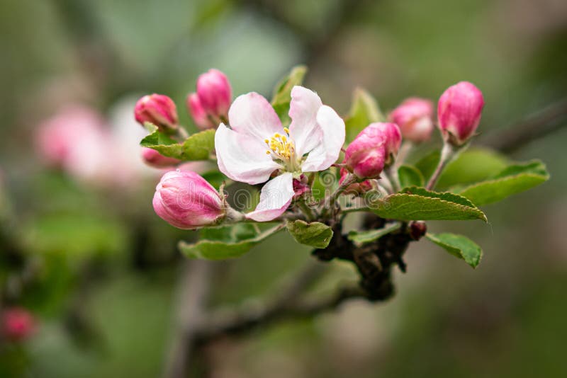 Magic Apple Tree Blooms in Spring Stock Image - Image of apple, garden ...