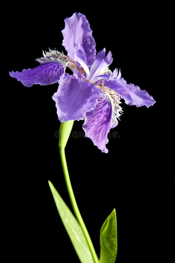 The Magic Aster stock image. Image of flower, spring - 24542691