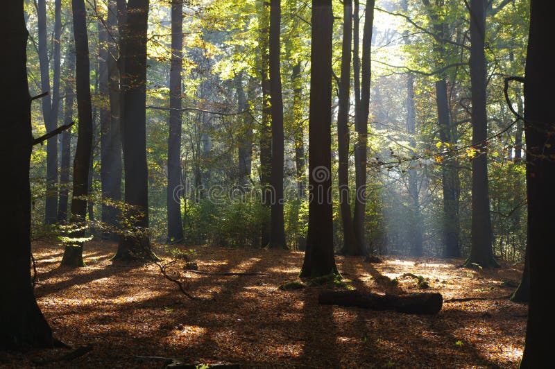 Magic Autumn stock image. Image of rays, dusty, seasons - 16453431