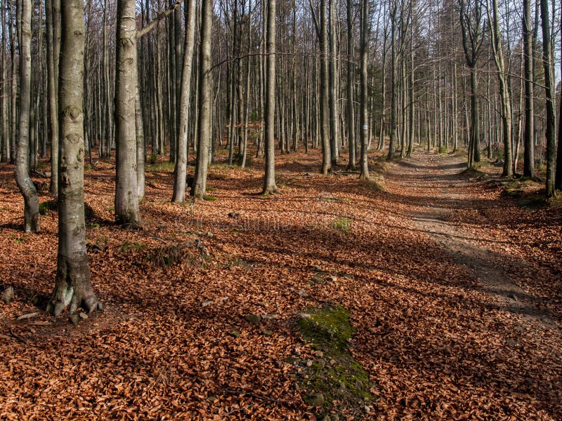 Magic autumn forest stock image. Image of hiking, september - 28718247