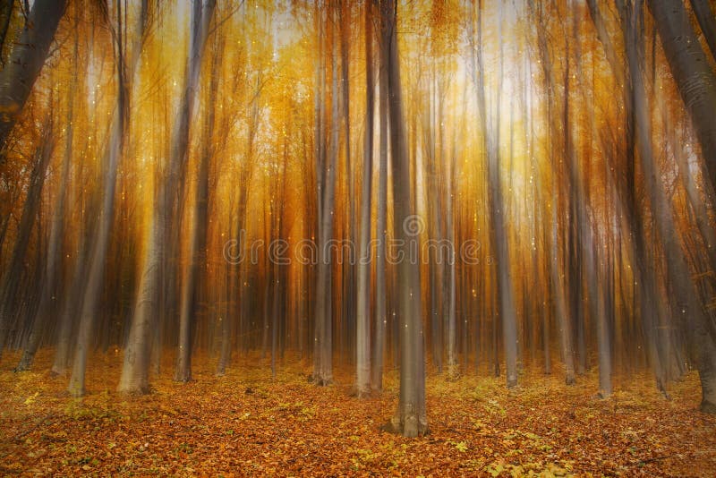 66,105 Magic Autumn Forest Stock Photos - Free & Royalty-Free Stock ...