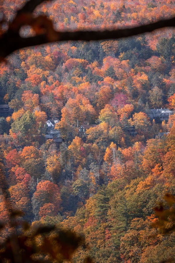 Magic Autumn Forest with Colorful Trees, Vertical Stock Photo - Image ...