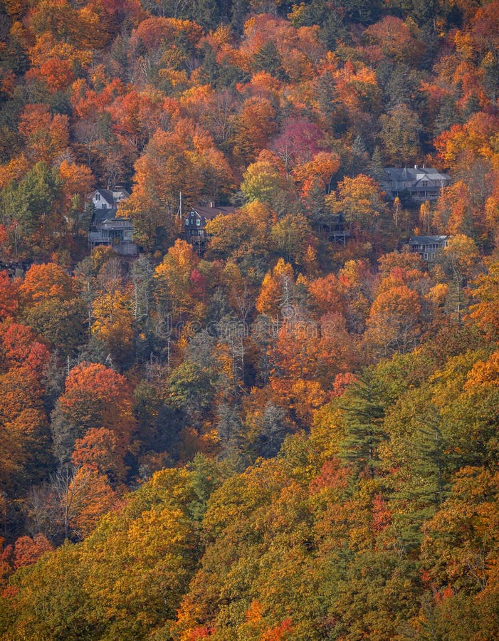 Magic Autumn Forest with Colorful Trees, Vertical Stock Image - Image ...