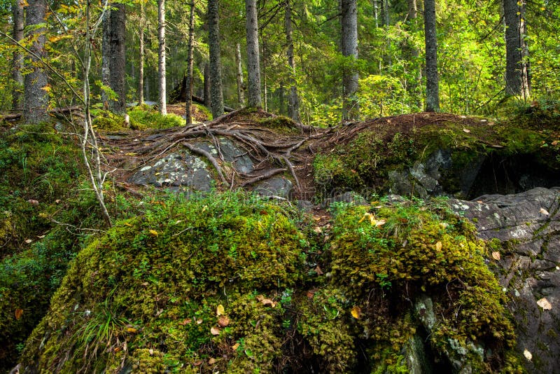 Magic Autumn Forest in Karelia Stock Image - Image of morning, nature ...