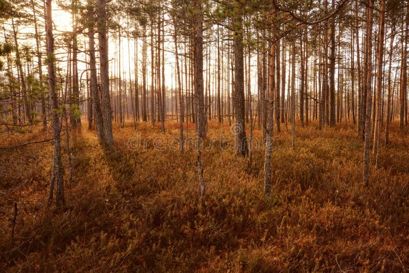 Magic Autumn Forest Landscape. Stock Image - Image of orange, color ...