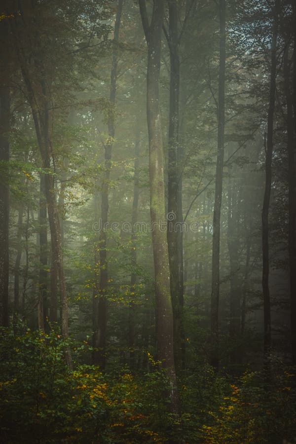 Magic Autumn Forest, Romantic, Misty, Foggy Landscape Stock Image ...