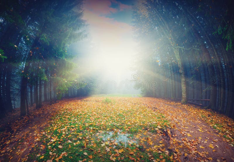 Magic Autumn Forest_vintage Stock Image - Image of misty, magic: 50362749