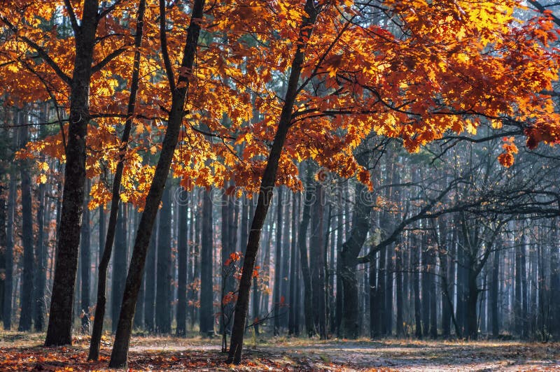 Magic autumn woman stock photo. Image of hair, style - 58744202