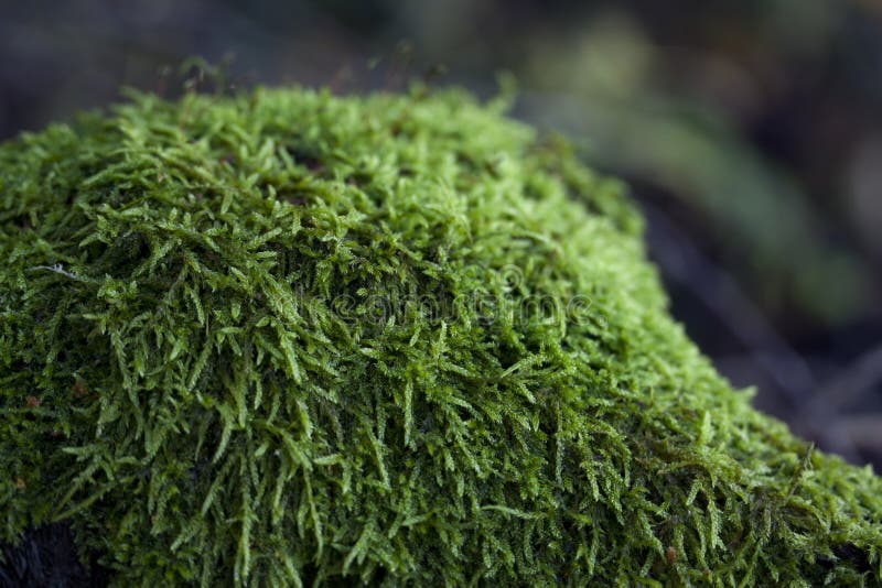 Magic Autumn Moss in the Forest Stock Photo - Image of bark, fall: 46131330