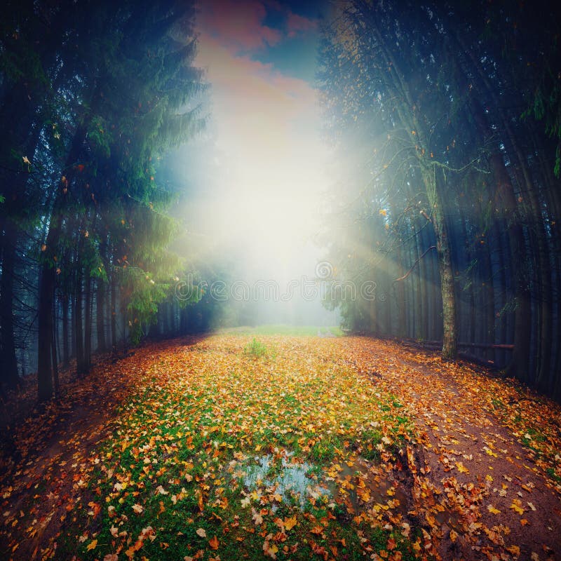 Magic autumn sunlight stock image. Image of park, elegance - 50592671