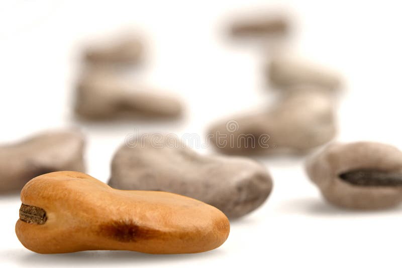 Magic Bean stock photo. Image of closeup, dormant, begining - 319358