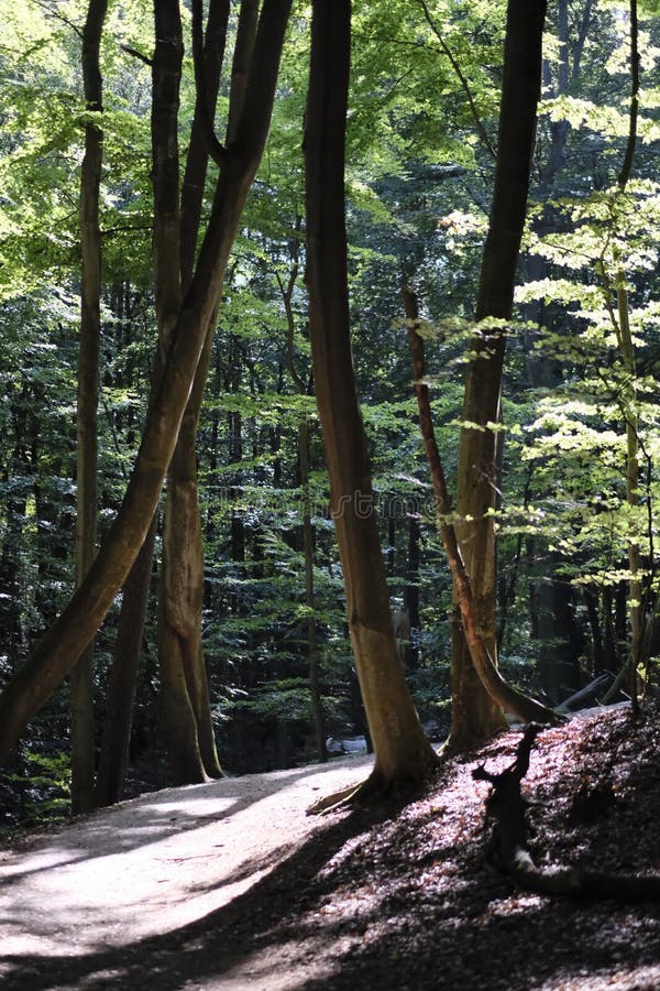 Forest stock photo. Image of beautiful, pretty, magic - 128476512