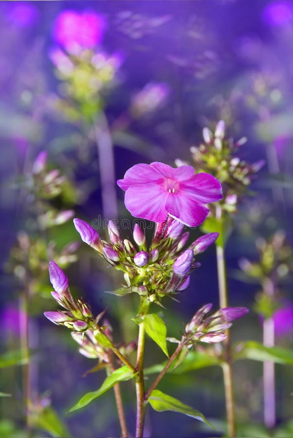 Magic Blossoming Flowers of Perfect Violet Phlox Stock Image - Image of ...