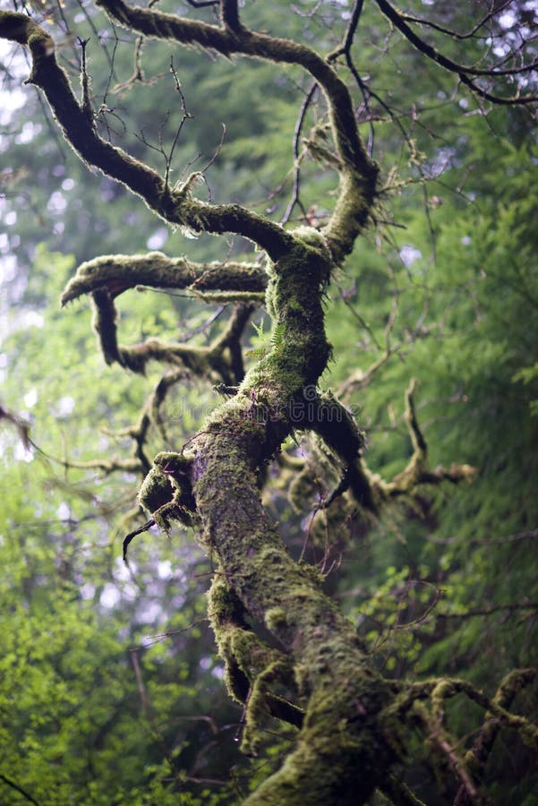 A Magic Branch Coniferous Trees with Young Buds and a Blurry Background ...
